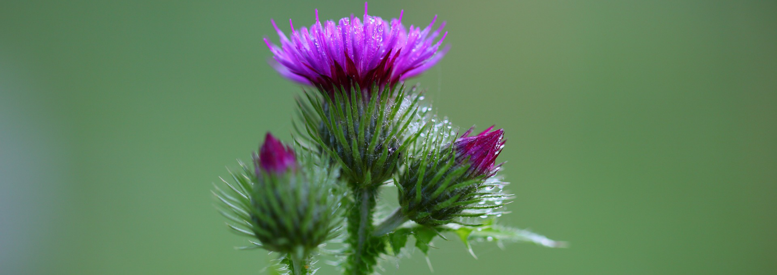 Voedingstips voor paarden met leverschade | Horsetags